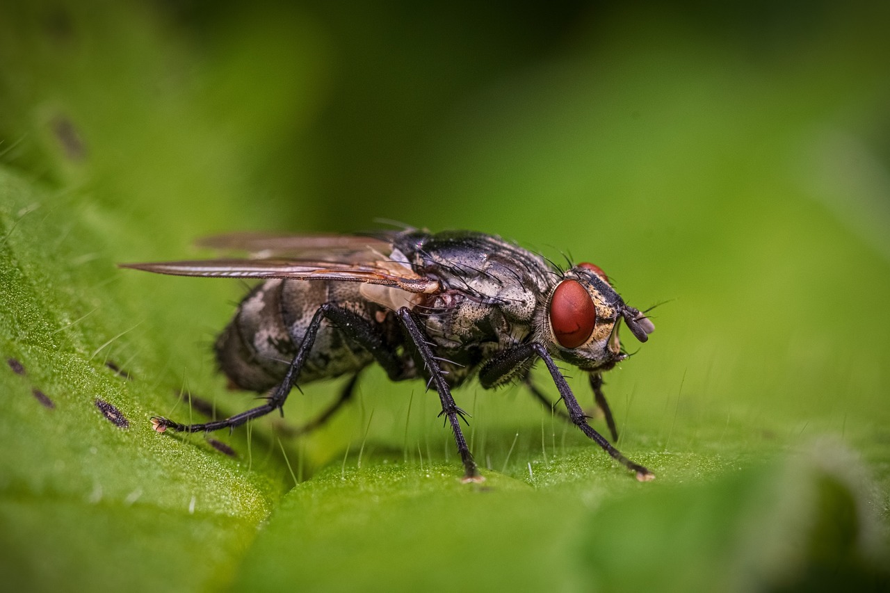 Jak na mouchy ve stáji