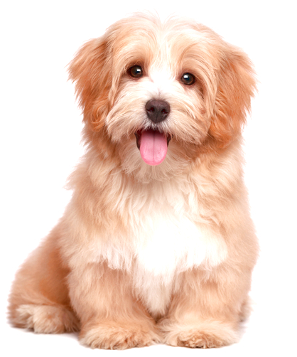 Výcvik psů - AZ ZOO, Výcvik psa vyžaduje souhru psa a jeho pána. Zvolit ...